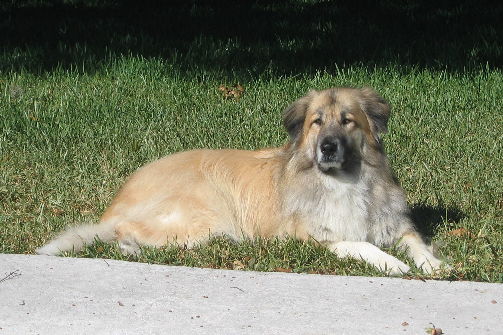 Atticus — the Sweetest Dog Ever