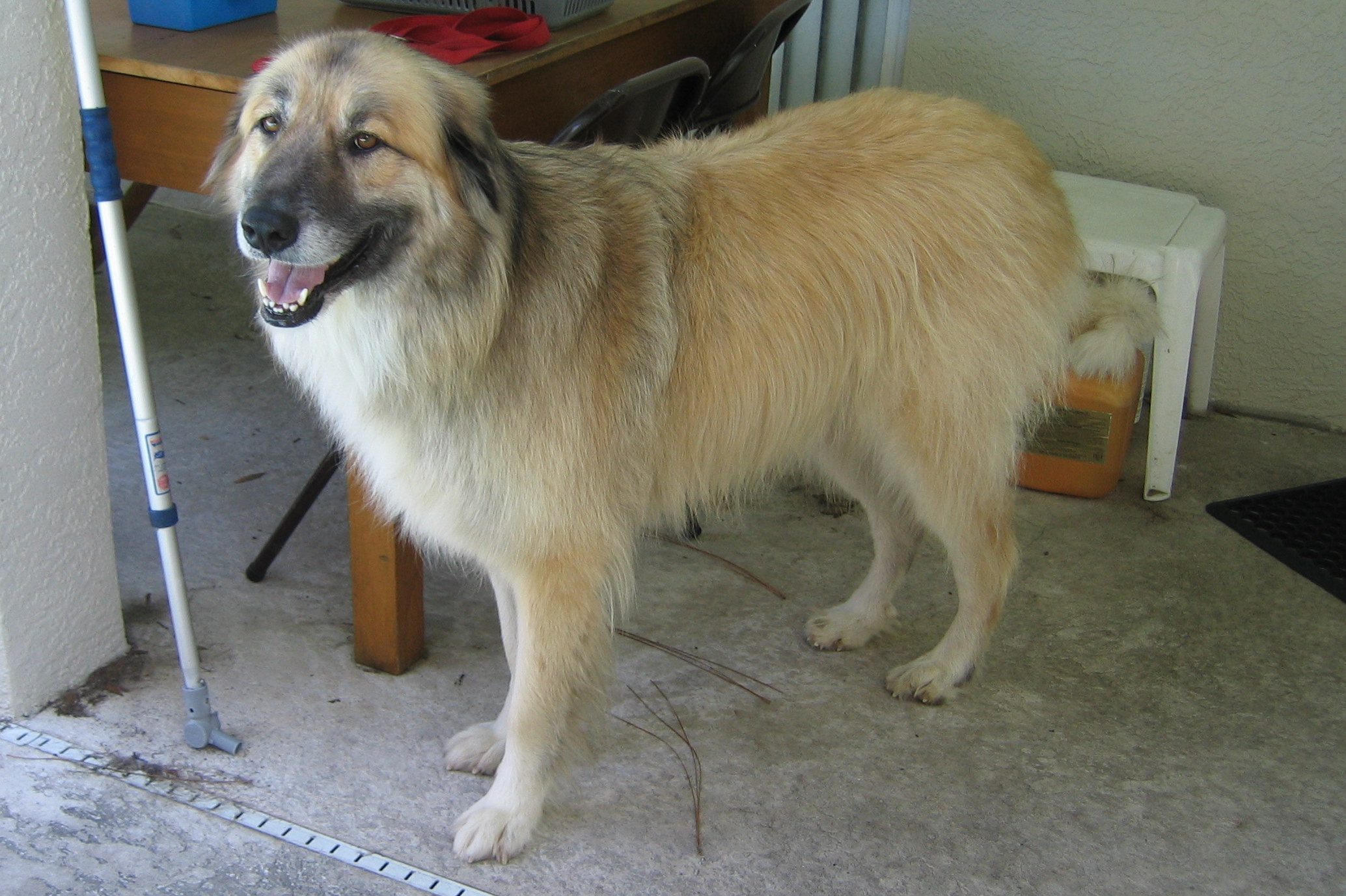 Atticus — the Sweetest Dog Ever